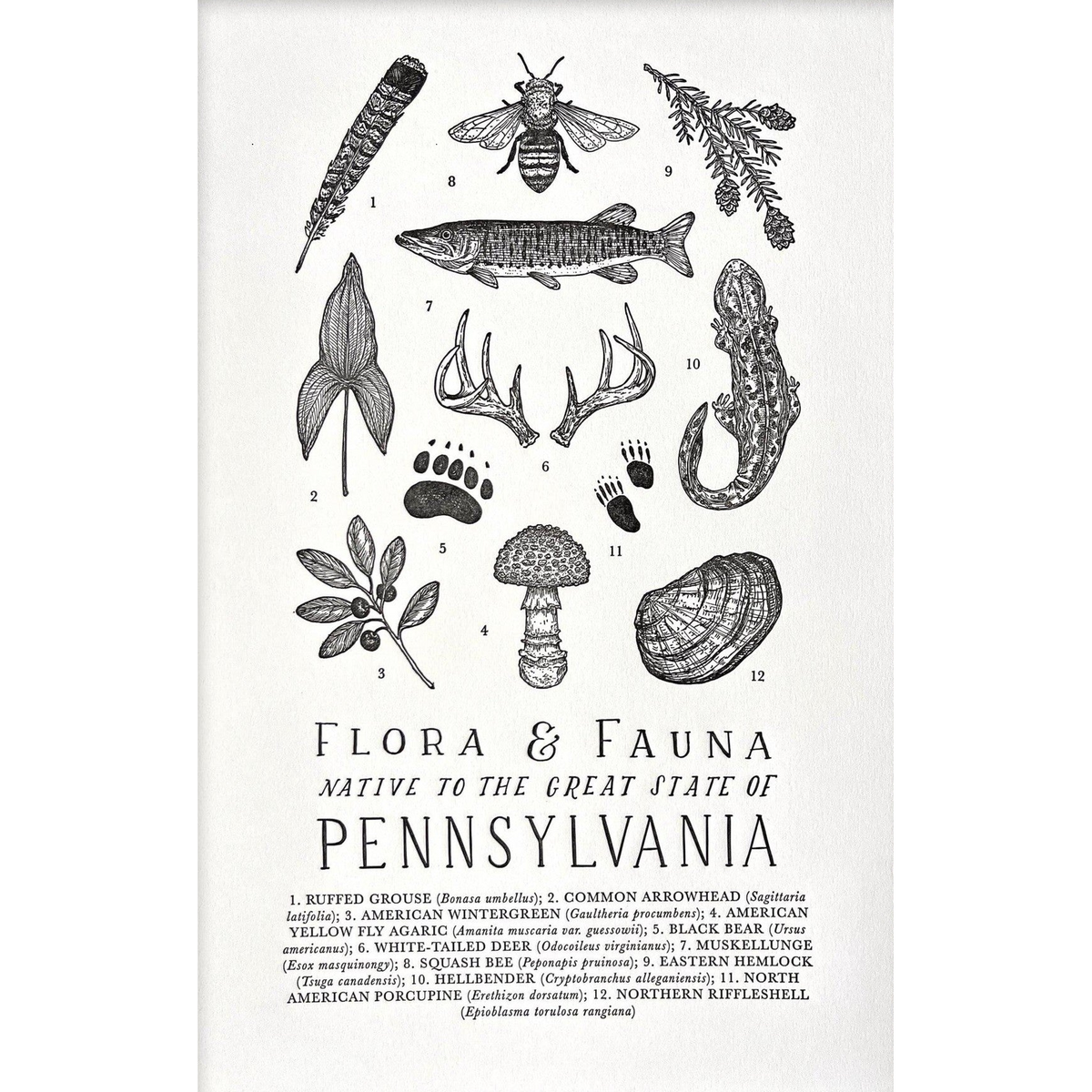 Pennsylvania Field Guide Poster – Oh Man!